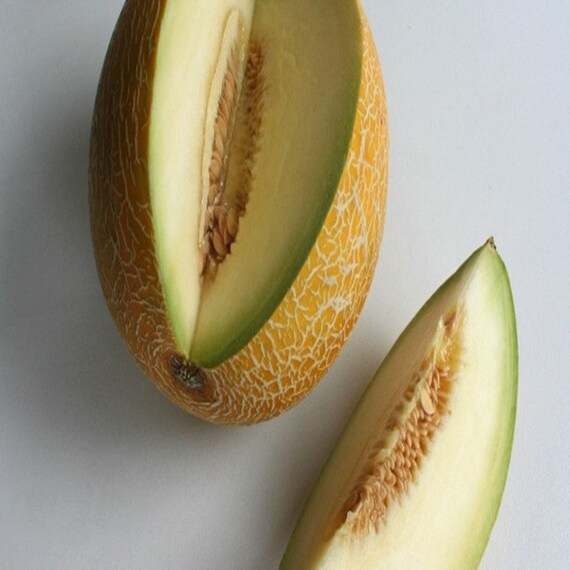 Israel Melon How To Grow at Ada Tawney blog