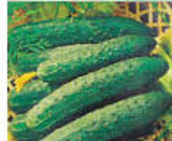 Seeds & Seed Bombs Home & Living Natural Vegeteble Cucumber Danila F1 ...
