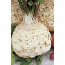 Natural Root Celery Edward Heirloom / Open Pollinated Seeds | Etsy