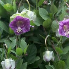 Natural Cobaea Crawling Purple Flower Seeds Organic Ukraine | Etsy