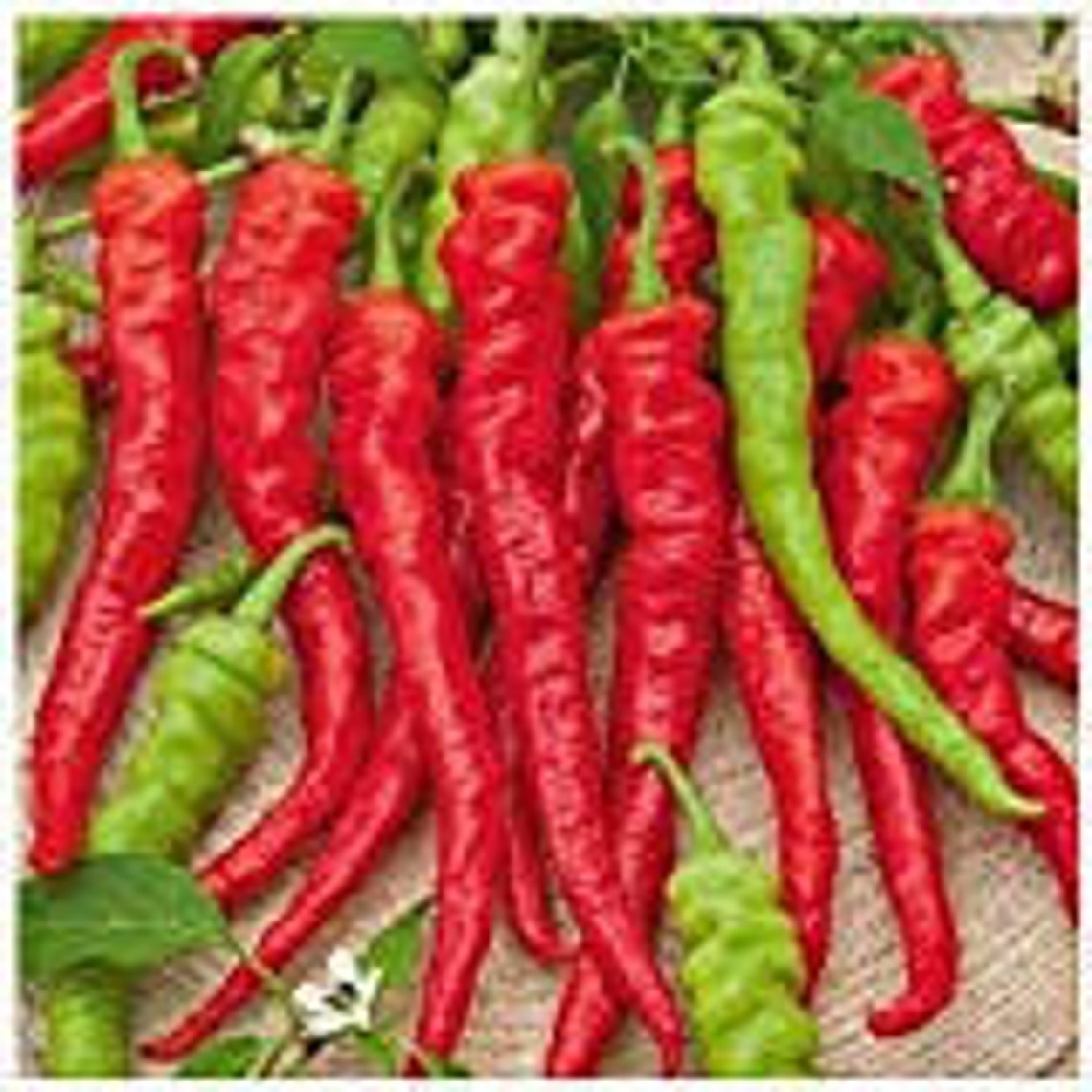 Seeds Chilli Pepper RAM's Horn Organic Heirloom Ukraine | Etsy