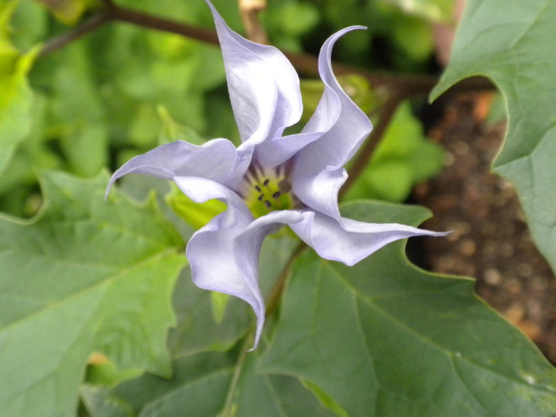 Trompeta del Diablo De la Flor Natural Semillas Azules - Etsy España