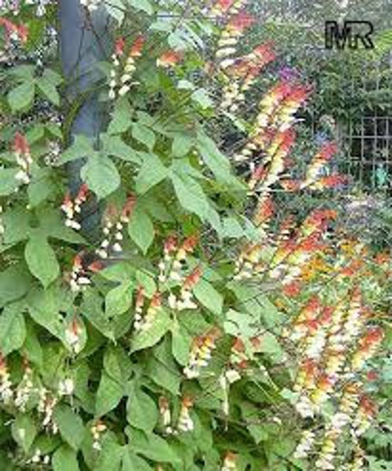 Craft Supplies & Tools Floral & Garden Crafts Mina Lobata Spanish Flag ...