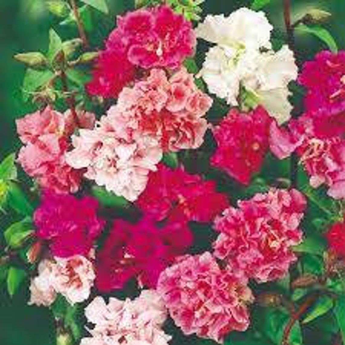 Natural Flower Clarkia Double Pretty Mix Seeds Organic Ukraine | Etsy