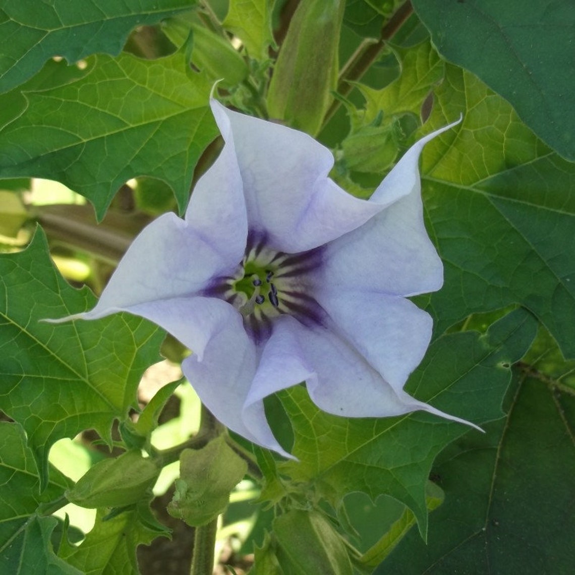 Trompeta del Diablo De la Flor Natural Semillas Azules - Etsy España