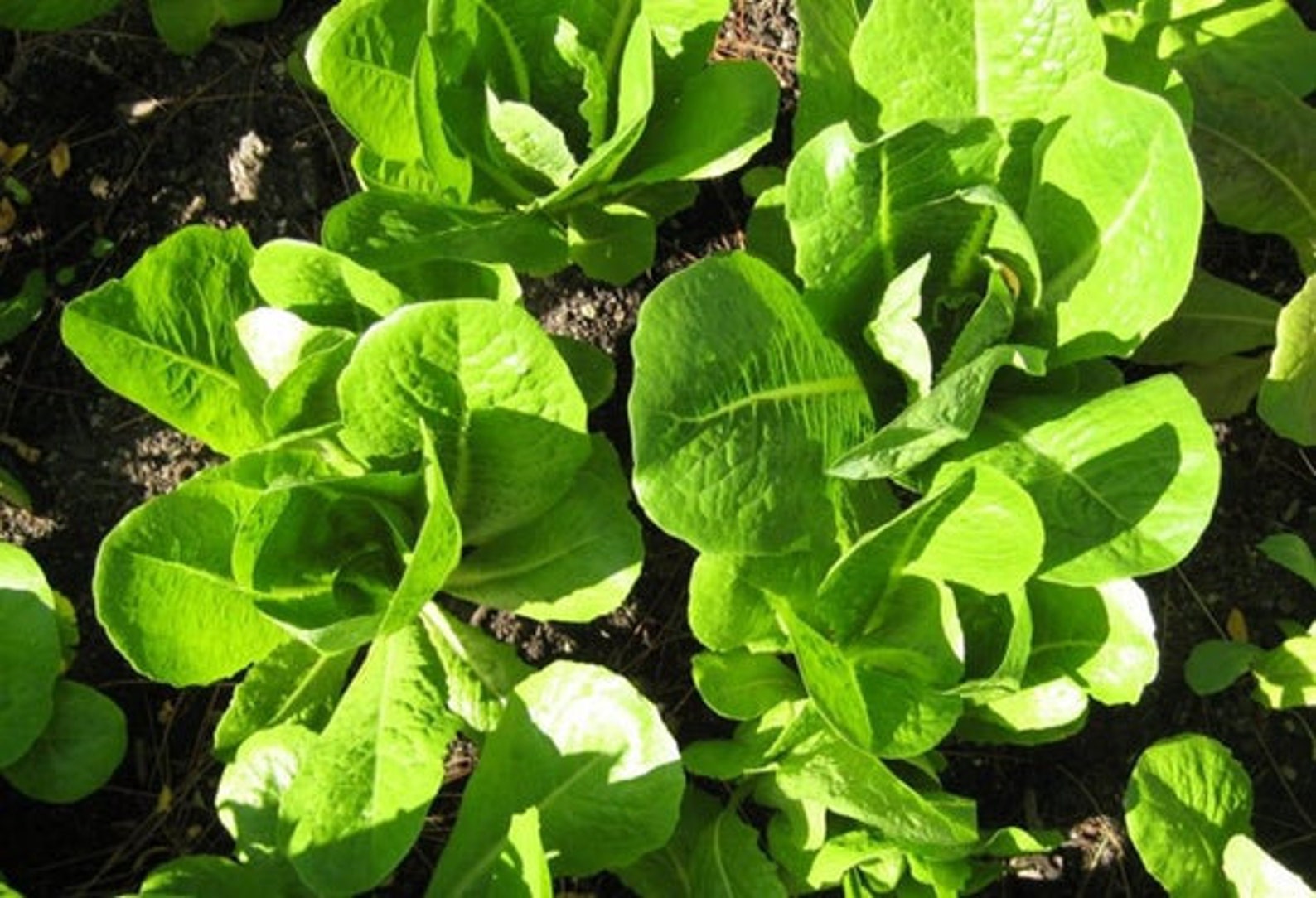 Natural Baby Leaf Lettuce Malyshka Heirloom / Open Pollinated | Etsy