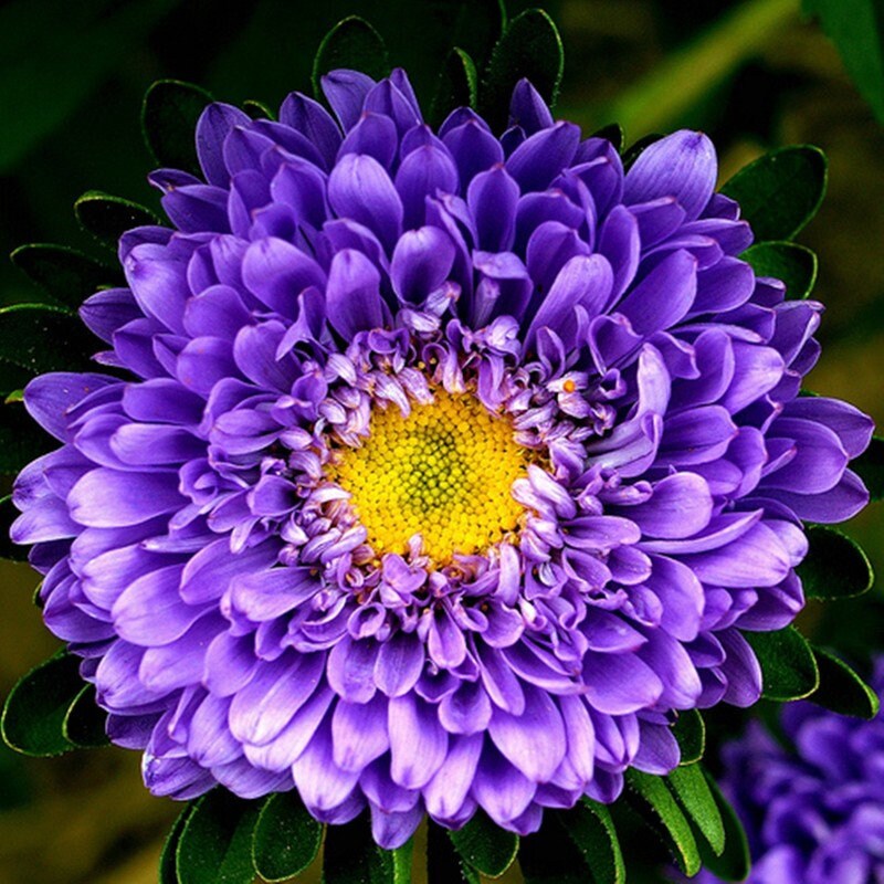 Flor Natural Pompon Aster Valkyrie Seeds Organic Ucrania - Etsy España