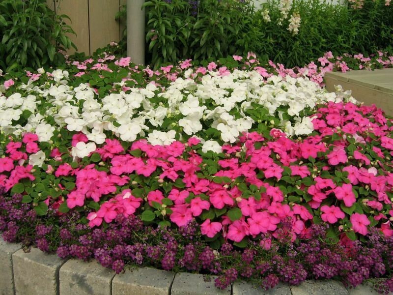 Seeds Busy Lizzy Impatiens Mix Flower Beautiful Hanging Annual | Etsy