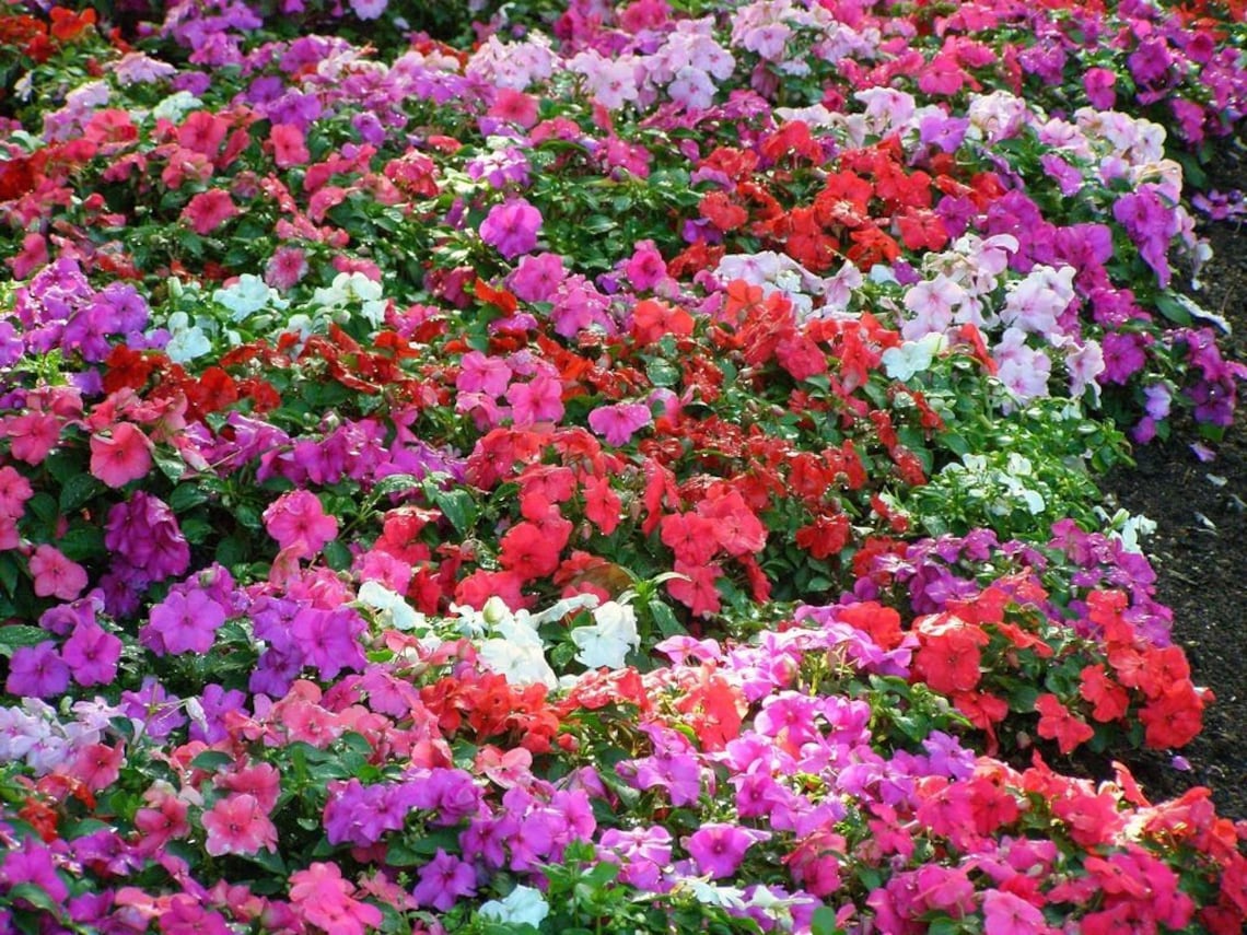 Seeds Busy Lizzy Impatiens Mix Flower Beautiful Hanging Annual | Etsy
