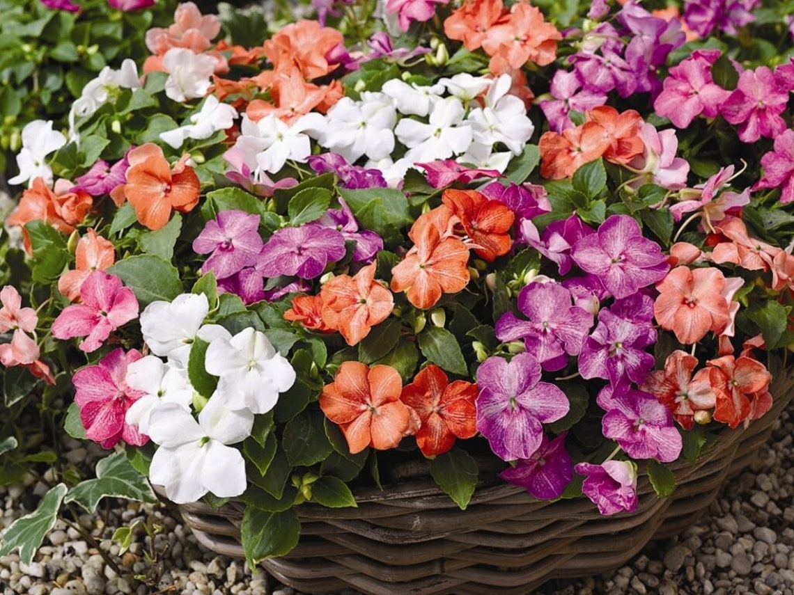 Seeds Busy Lizzy Impatiens Mix Flower Beautiful Hanging Annual | Etsy