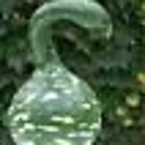 Natural Lagenaria Cobra Seeds Heirloom Vegetable Seed Annuals - Etsy