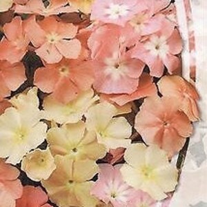 Natural Phlox Low Coral Reef Flower Seeds Organic Ukraine | Etsy