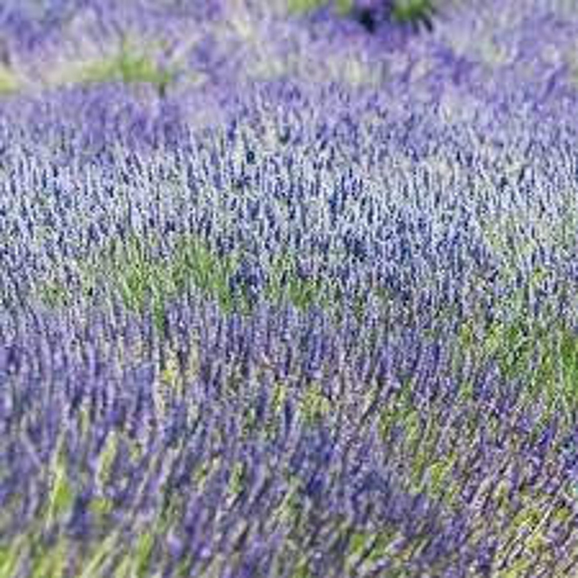 Natural Flower Lavender Provence Seeds Organic Ukraine | Etsy