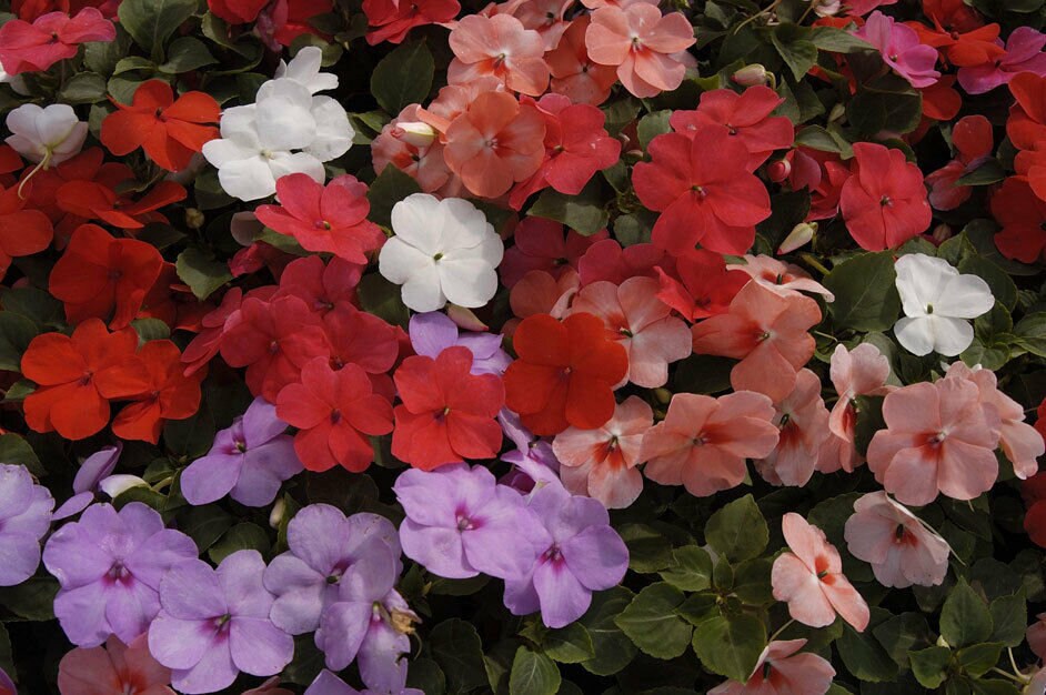 Seeds Busy Lizzy Impatiens Mix Flower Beautiful Hanging Annual | Etsy