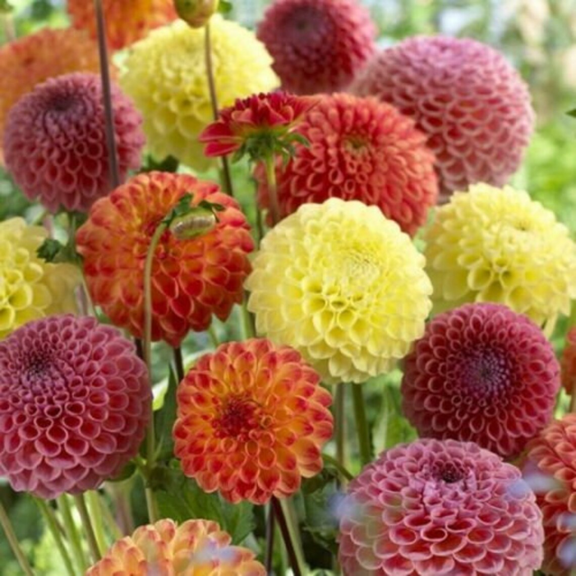 Semillas Dahlia Pompon Mix Flor Anual Hermosa Al Aire Libre - Etsy España