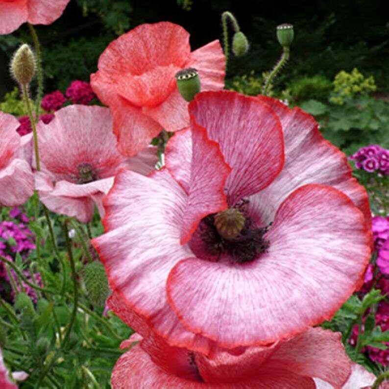 Natural Shirley Poppy Double Mix Heirloom / Open Pollinated - Etsy España
