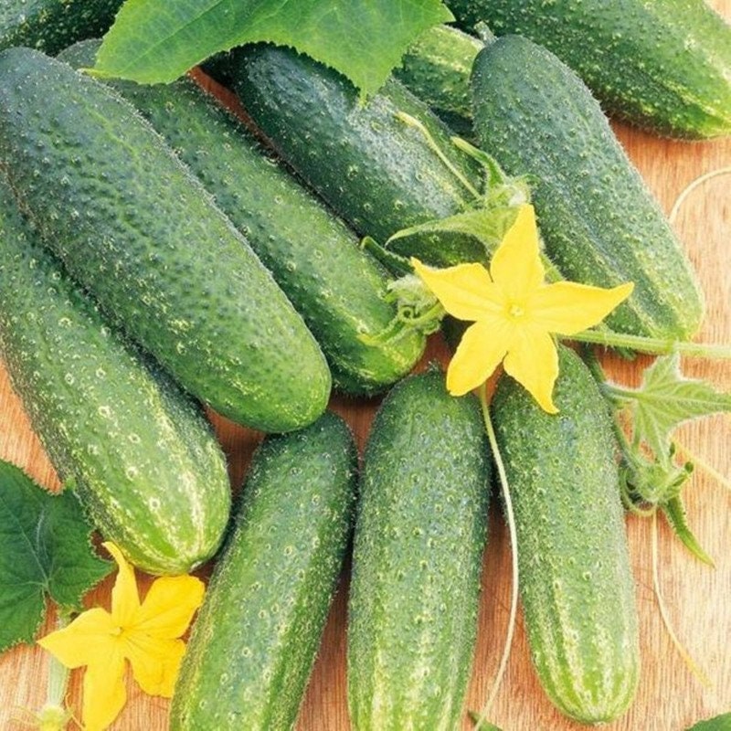 Seeds & Seed Bombs Home & Living Natural Vegeteble Cucumber Danila F1 ...