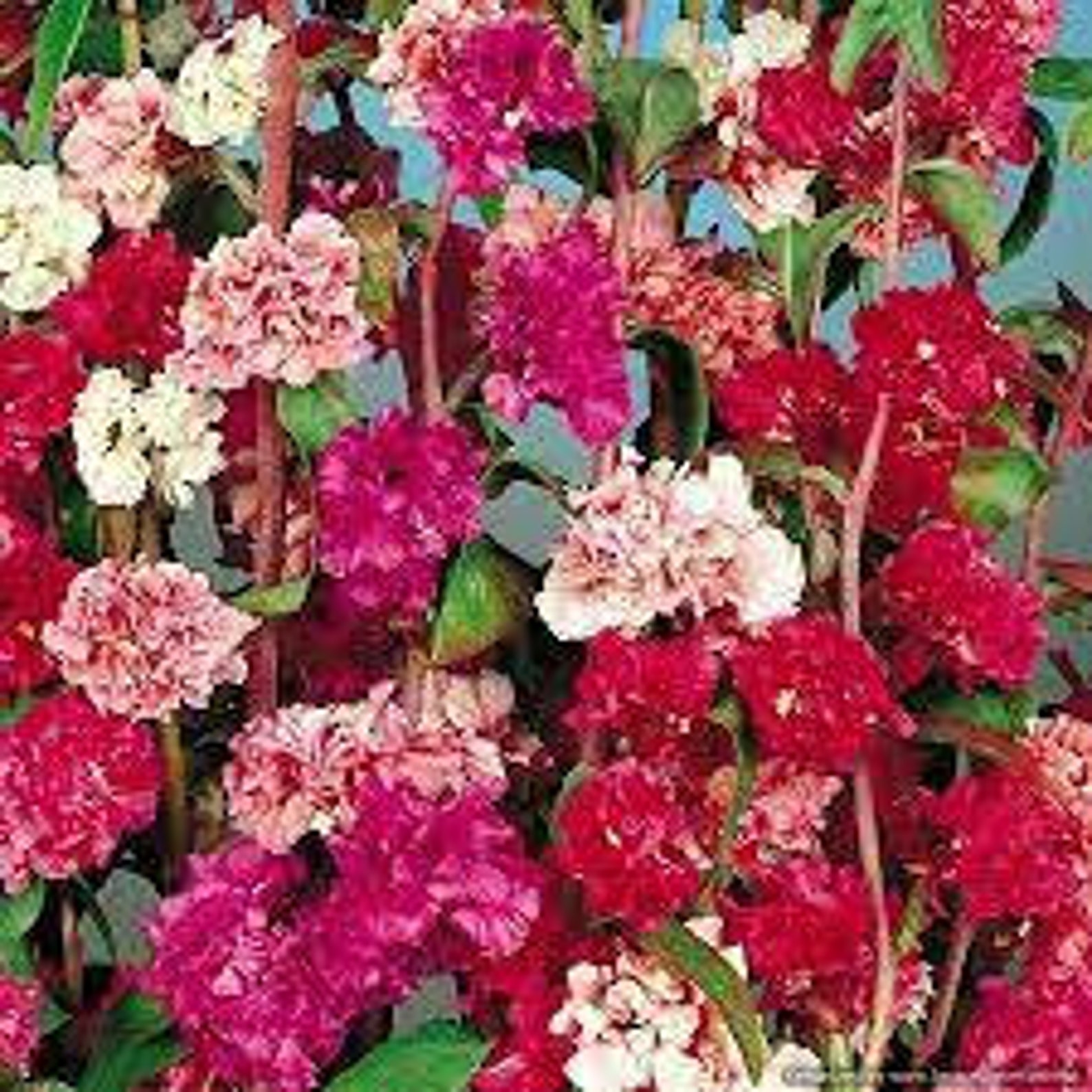 Natural Flower Clarkia Double Pretty Mix Seeds Organic Ukraine | Etsy