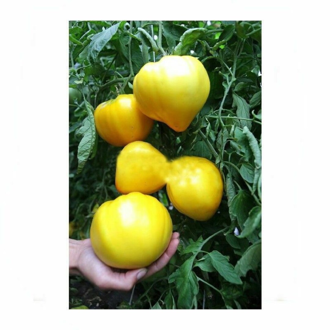 Graines Tomate Taureaux Coeur Géant Jaune Légume Bio Ukraine - Etsy France