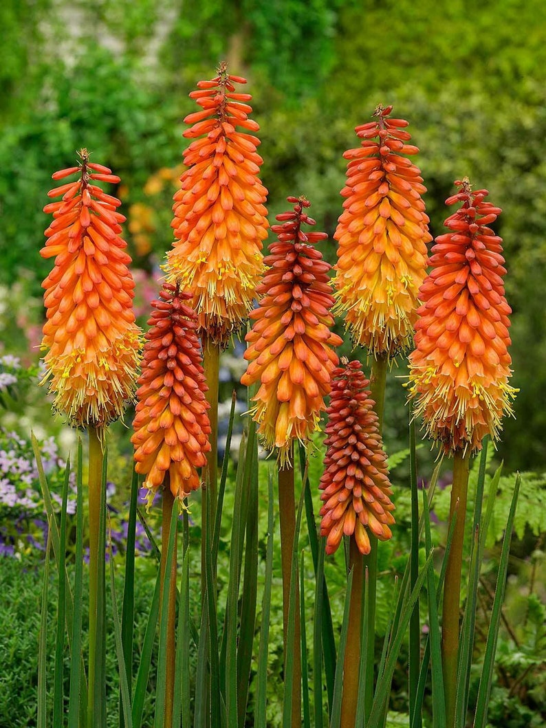 Seeds Kniphofia Berry Tritoma Giant Mix Flower Perennial | Etsy