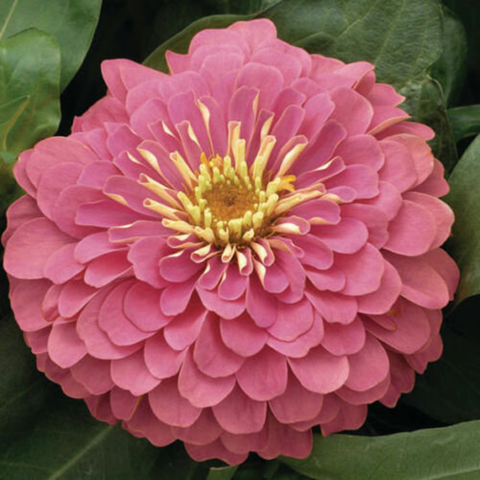 Natural Zinnia Dream Flower Seeds Organic Ukraine | Etsy