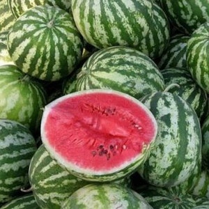 Seeds Watermelon Astrakhan Giant Fruit Vegetable Organic | Etsy