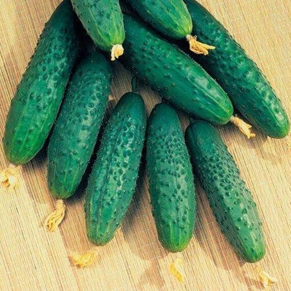 Seeds & Seed Bombs Home & Living Natural Vegeteble Cucumber Danila F1 ...