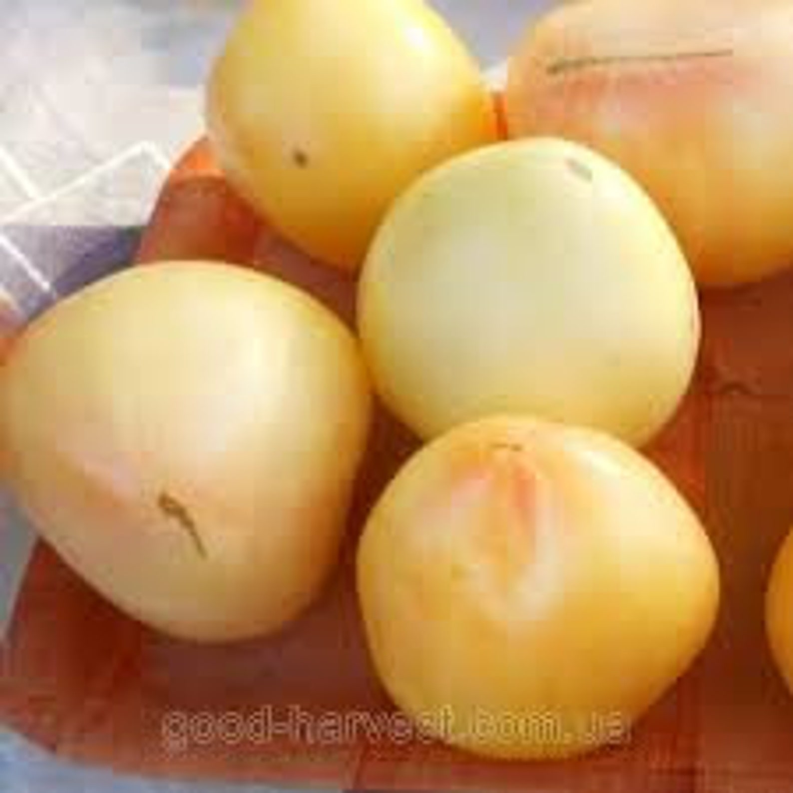 Natural Tomato Belaya Vishnya Heirloom / Open Pollinated | Etsy