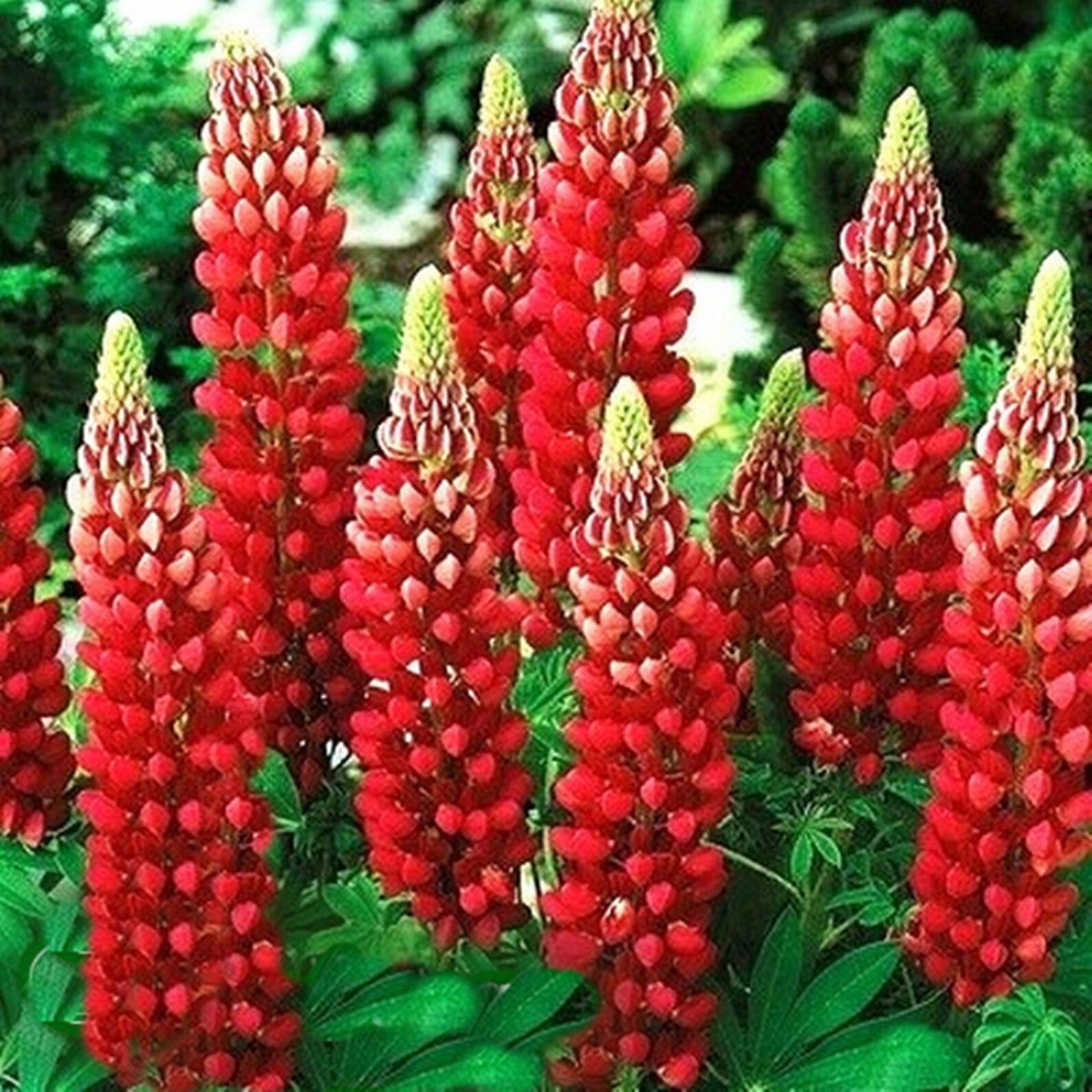 Seeds Lupin Red Flame Giant Flower Perennial Outdoor Garden | Etsy