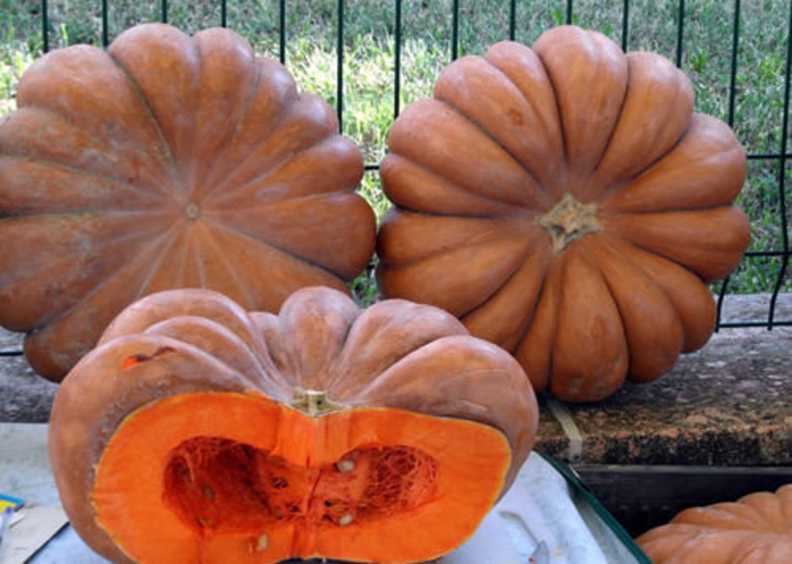 Seeds Pumpkin Muscat De Provence Giant Vegetable Organic | Etsy