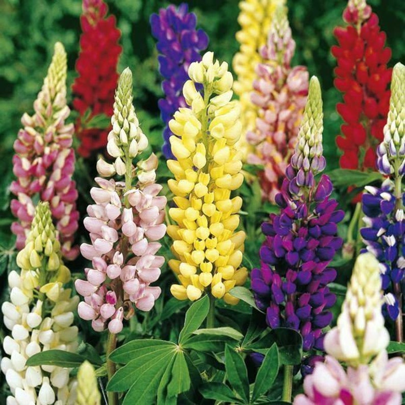 Semillas de flores Lupin Mix Gigante Perenne Al aire libre - Etsy España