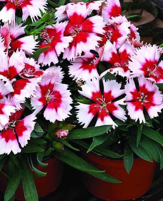 Seeds Rare Carnation Chinese Carousel Red&White Flower Plant | Etsy