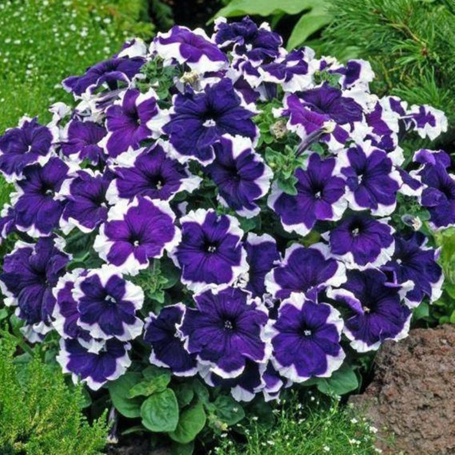 Natural Dwarf Petunia Pikoti Sinyaya F1 Hybrid Seeds NON GMO | Etsy