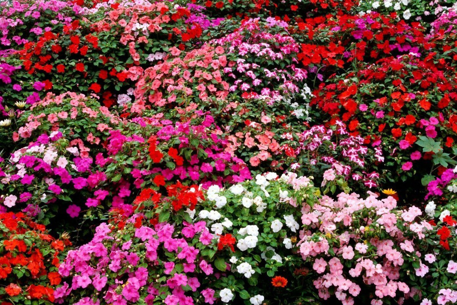Seeds Busy Lizzy Impatiens Mix Flower Beautiful Hanging Annual | Etsy