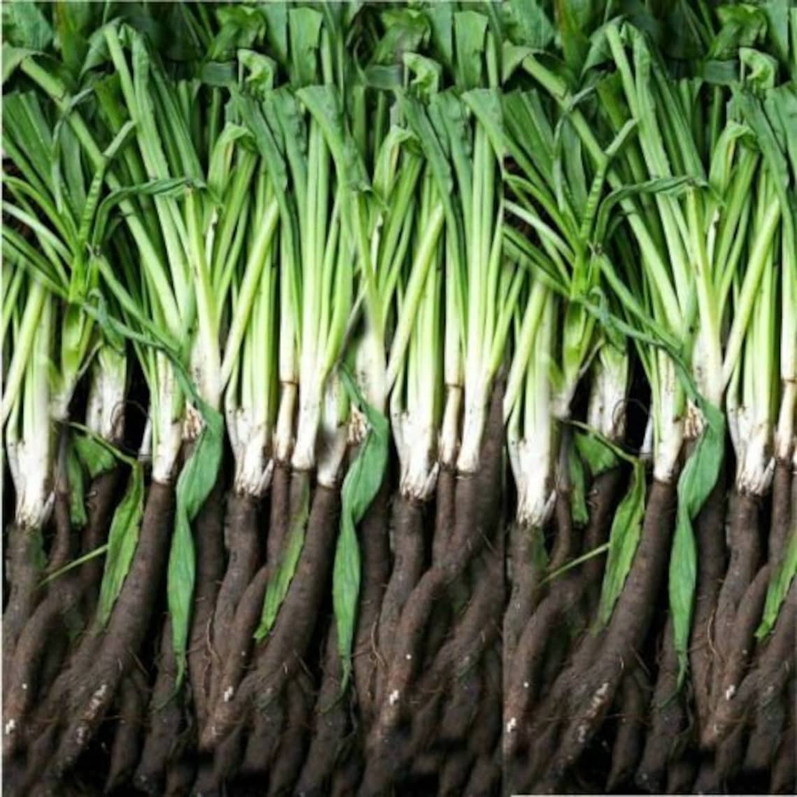 Seeds Salsify Medical Black Root Scorzonera Vegetable Organic | Etsy