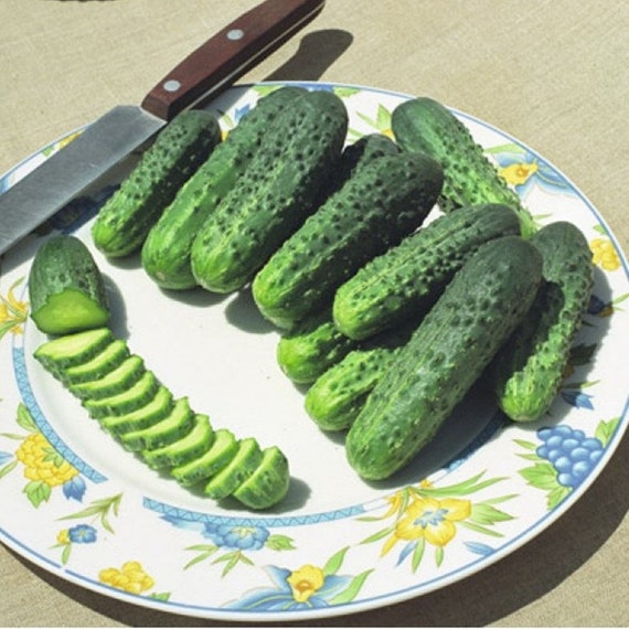 Seeds & Seed Bombs Home & Living Natural Vegeteble Cucumber Danila F1 ...