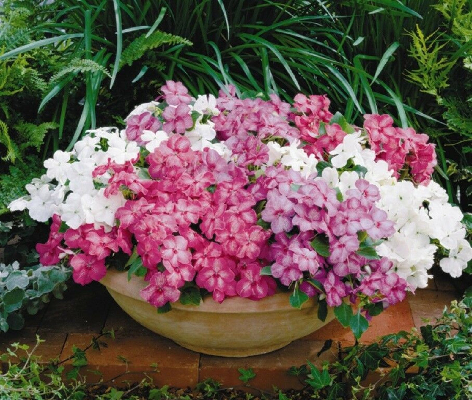 Seeds Busy Lizzy Impatiens Mix Flower Beautiful Hanging Annual | Etsy