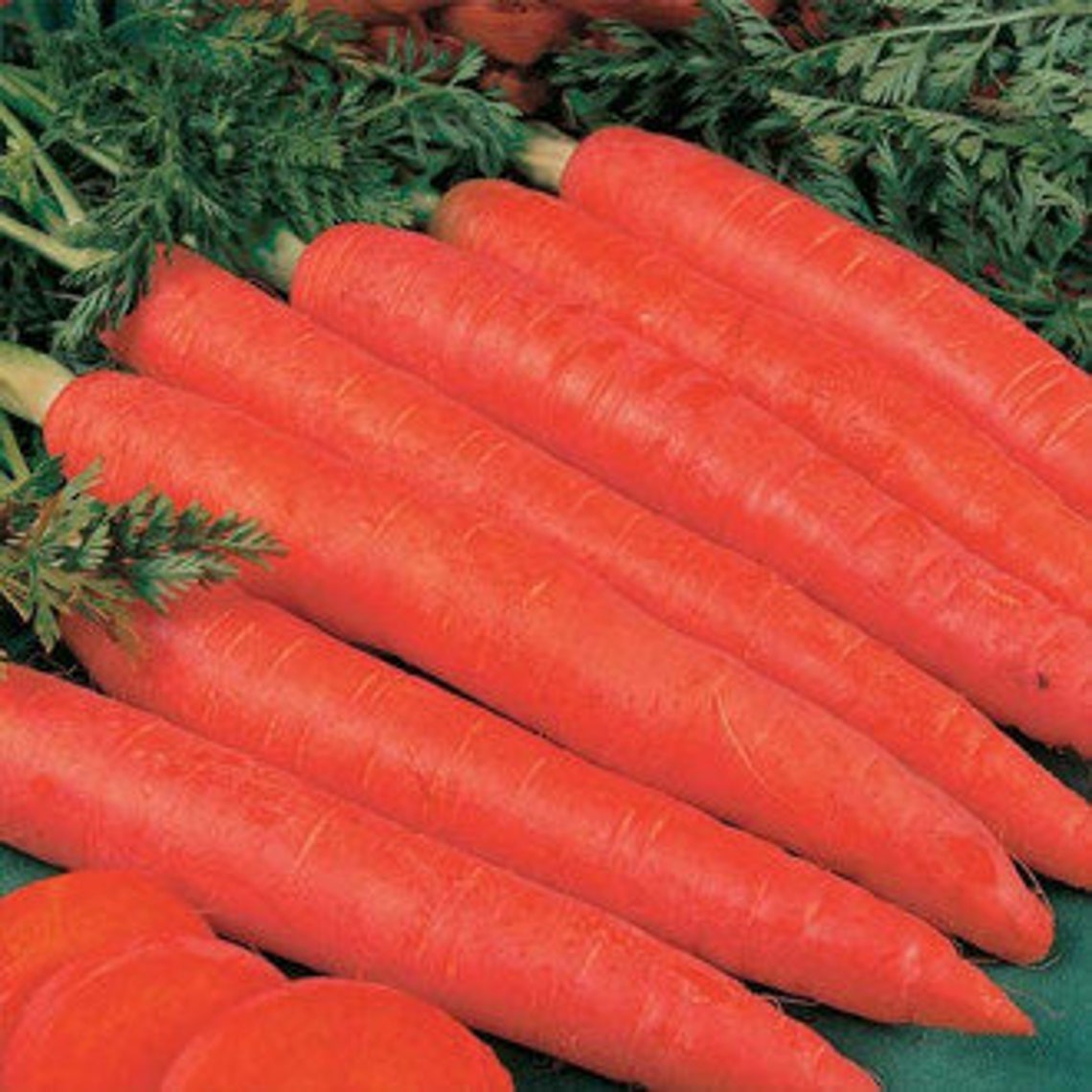 Seeds Carrot Red Giant Vegetable Organic Heirloom Ukraine | Etsy