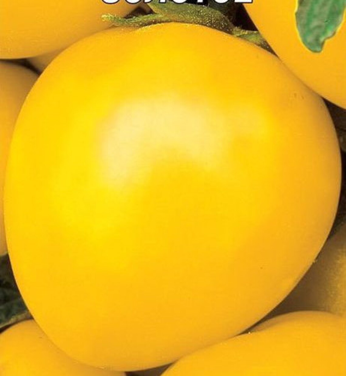 Natural Vegetable Tomato Bull Heart Gold Seeds Organic Ukraine | Etsy