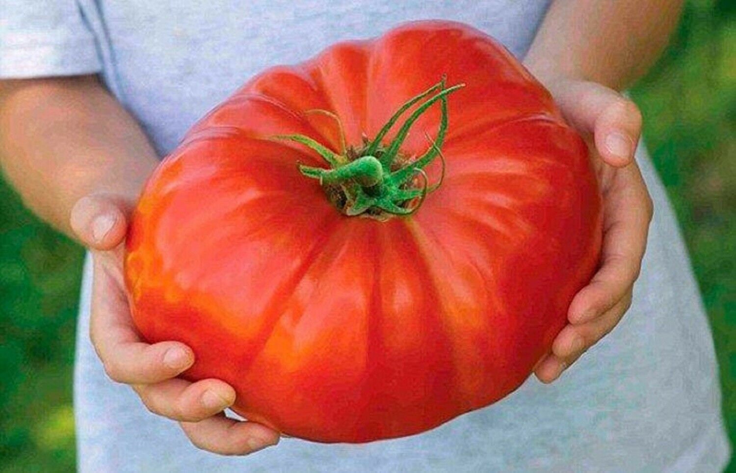 Semillas Tomate Hercules Hero Gigante Vegetal Orgánico Ucrania - Etsy ...