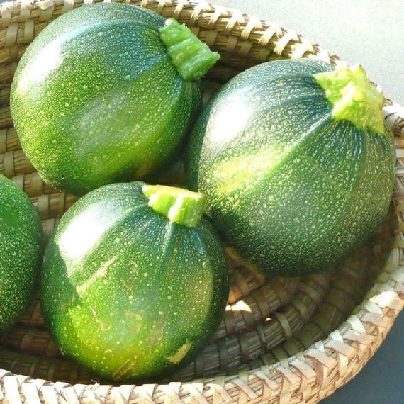 Gardening & Plants Craft Supplies & Tools 120 seeds Squash Zucchini ...