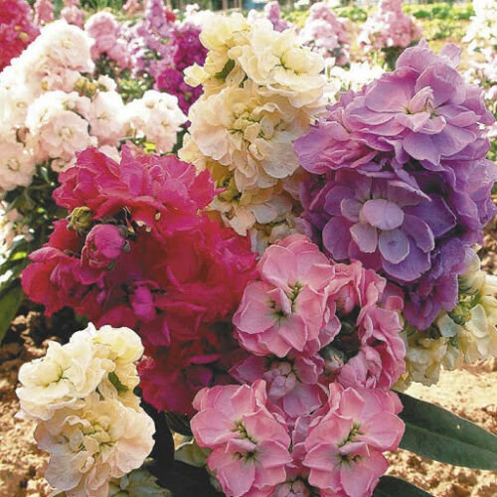 Natural Matthiola Incana bajo Mix Flower Seeds Anuales Organic - Etsy ...