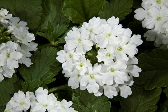 White Verbena Flower