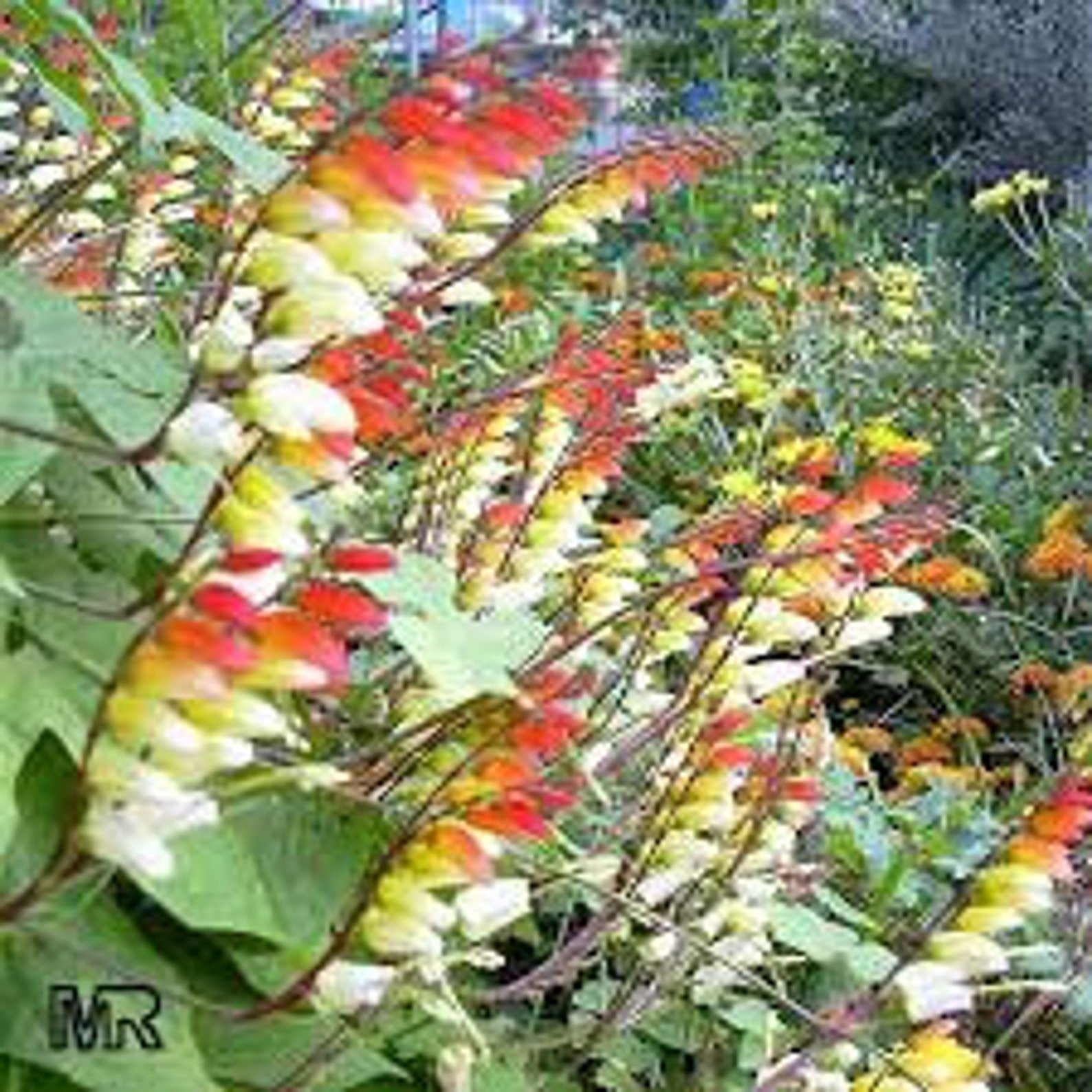 Natural Mina Lobata Quamoclit Spanish Flag Flower Seeds Organic Ukraine ...