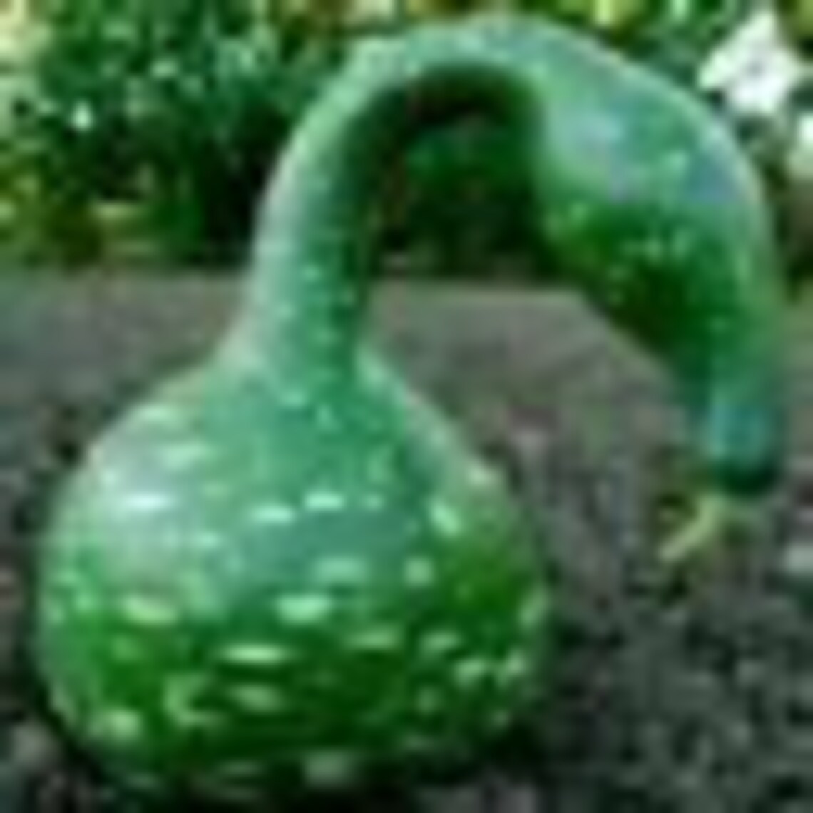 Natural Lagenaria Cobra Seeds Heirloom Vegetable Seed Annuals - Etsy