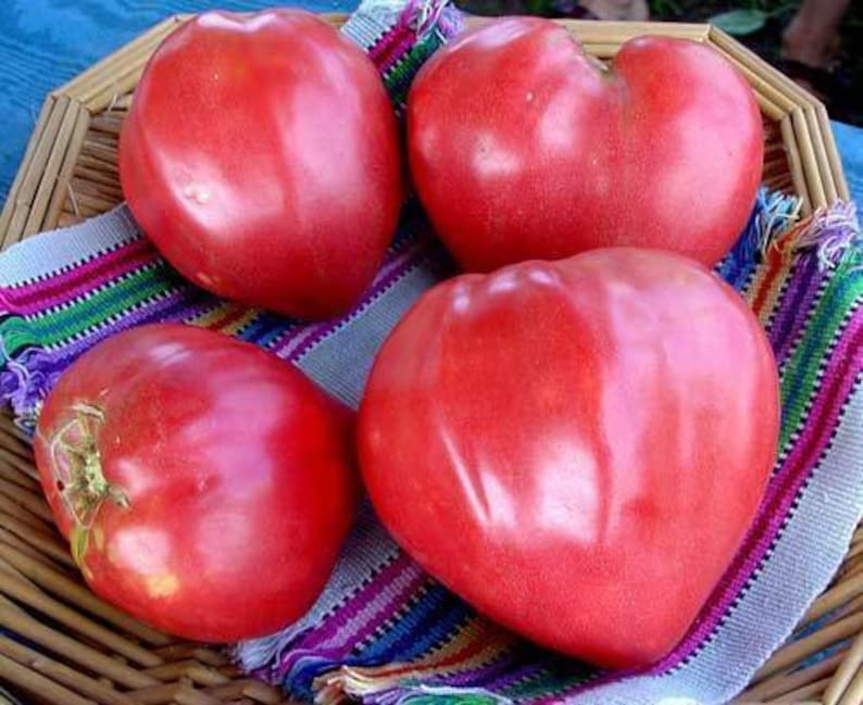 Semillas Tomate Toros Corazón Rosa Gigante Vegetal Orgánico - Etsy España