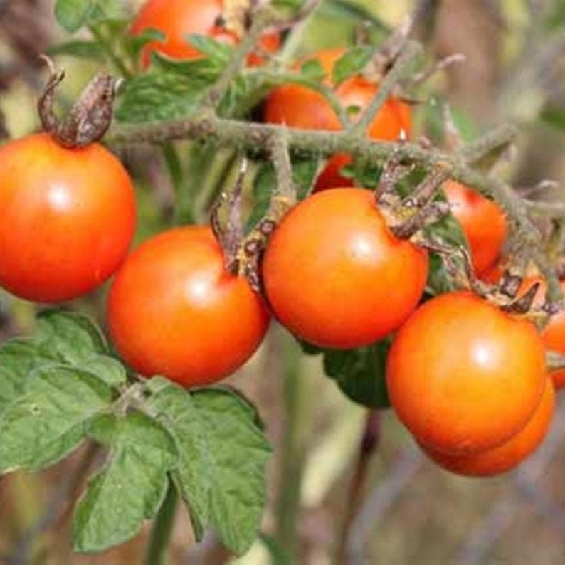 Natural Tomato Orange Cherry Heirloom / Open Pollinated Seeds | Etsy