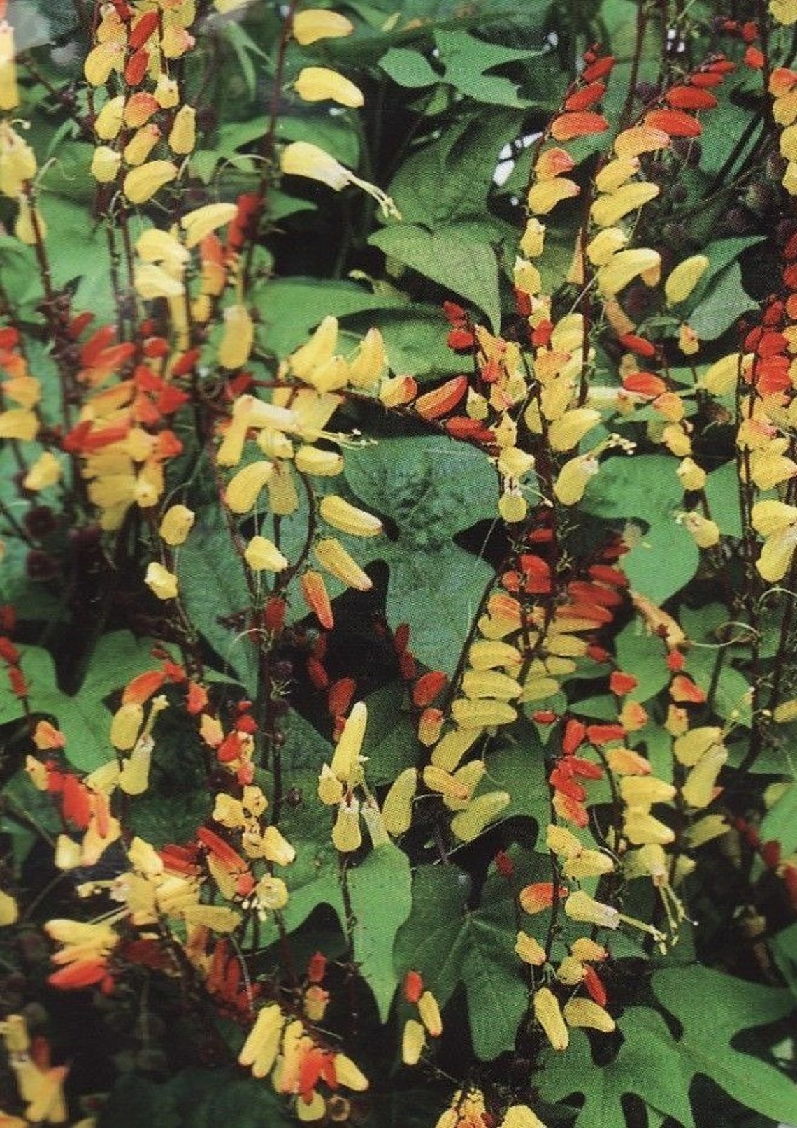Natural Mina Lobata Quamoclit Spanish Flag Flower Seeds Organic Ukraine ...