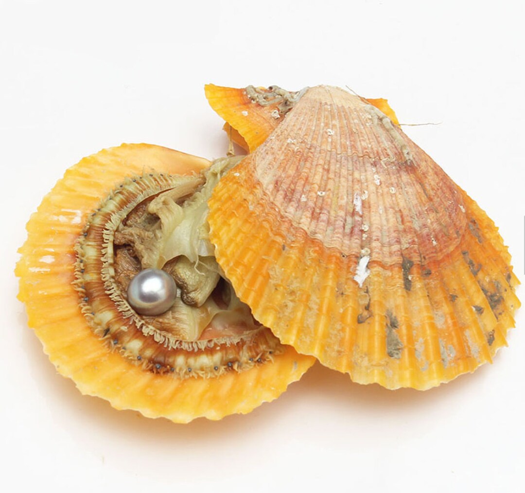 Red Shell Akoya Pearl (single Pearl Oyster) - Etsy