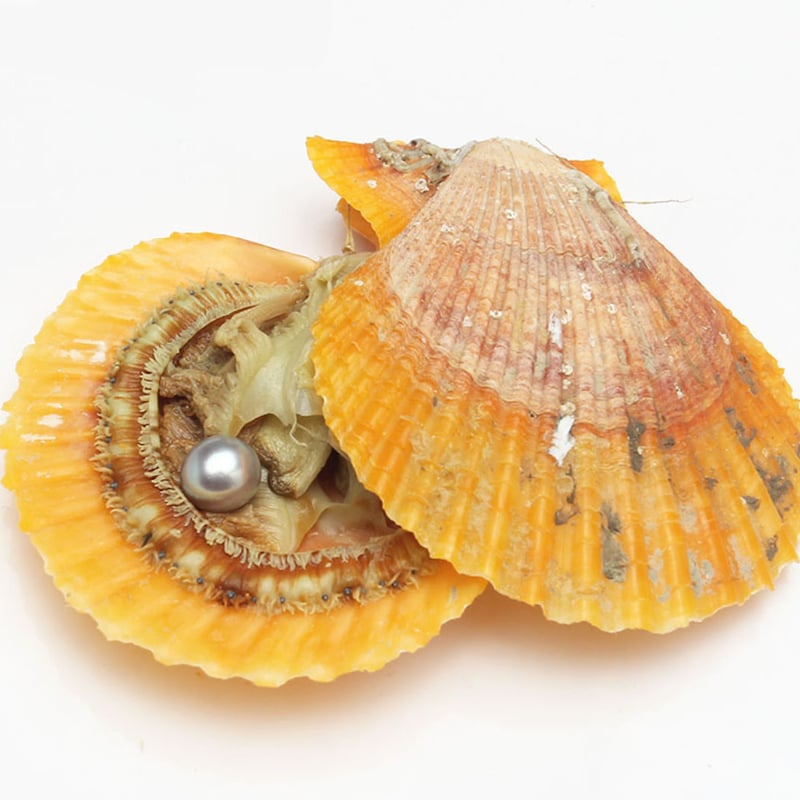 Akoya Oyster - Etsy